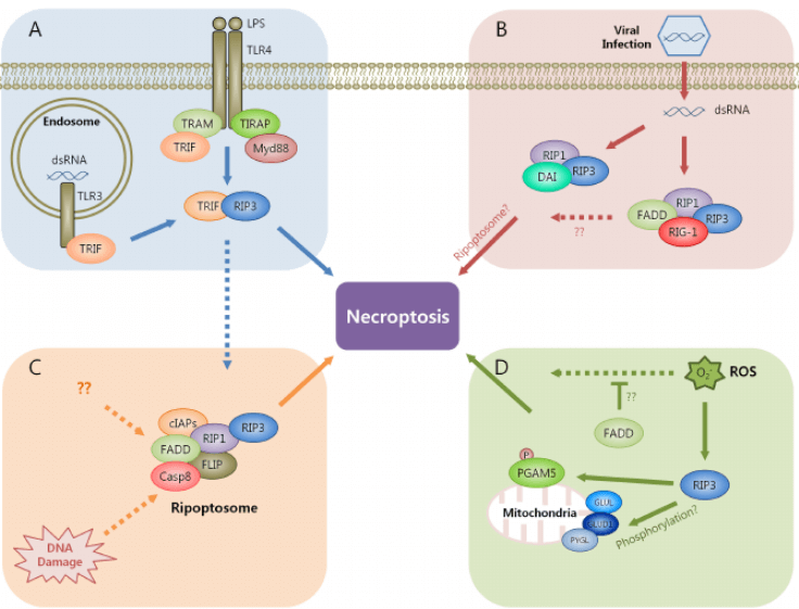 Role of FAS-associated death domain (FADD) Protein - FineTest ELISA Kit ...