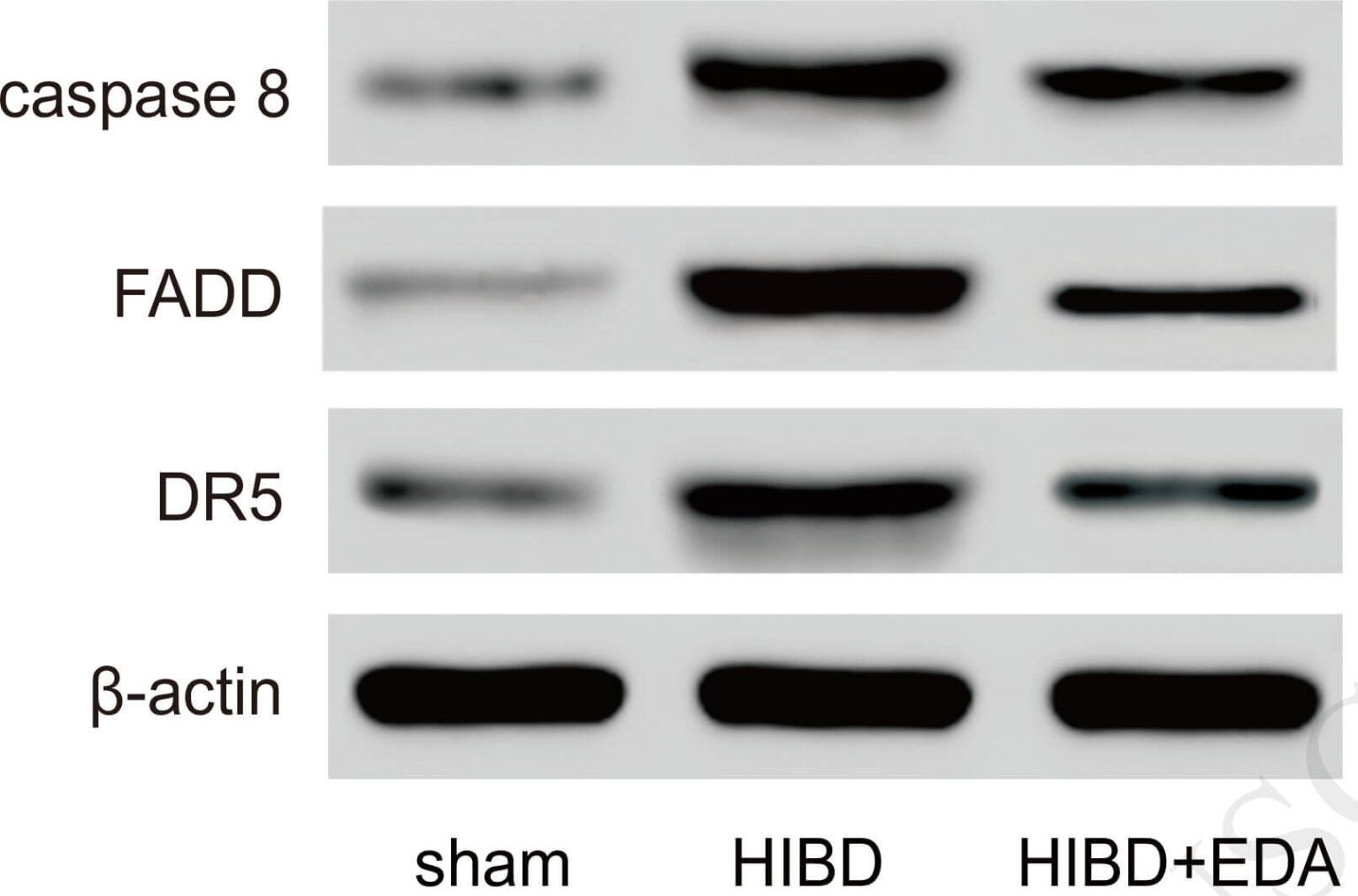 Role of FAS-associated death domain (FADD) Protein - FineTest ELISA Kit ...