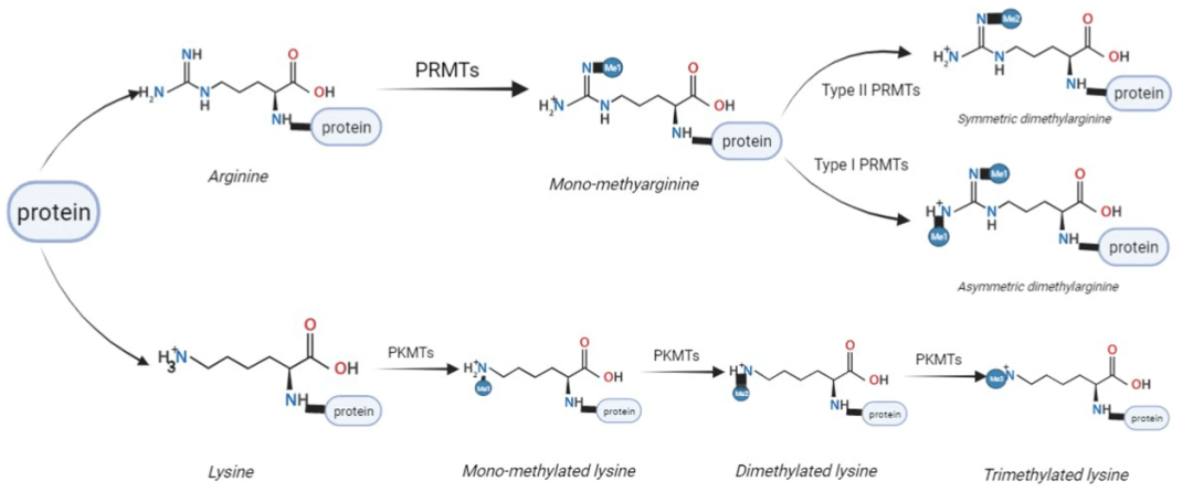 Types of Post-translational Modification - FineTest ELISA Kit ...