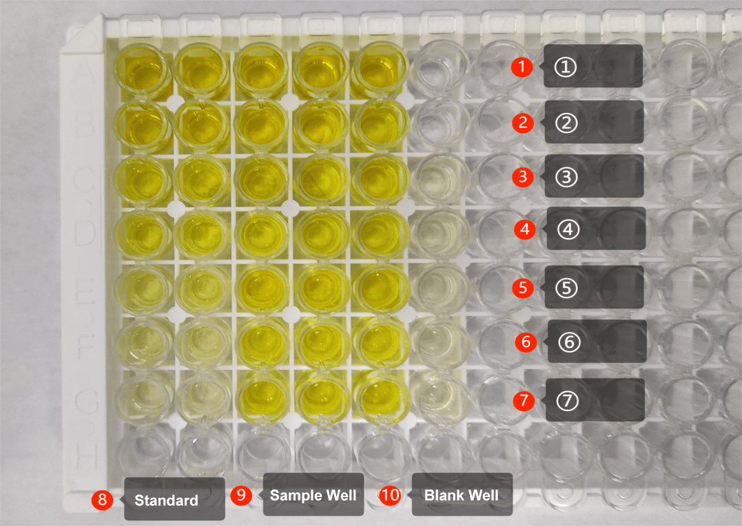 Dedicated Lysate for ELISA - FineTest ELISA Kit | FineTest Antibody ...