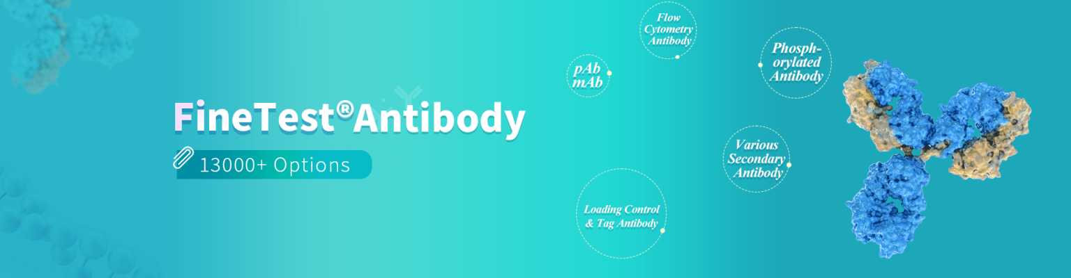 Home - FineTest ELISA Kit | FineTest Antibody | FineTest®
