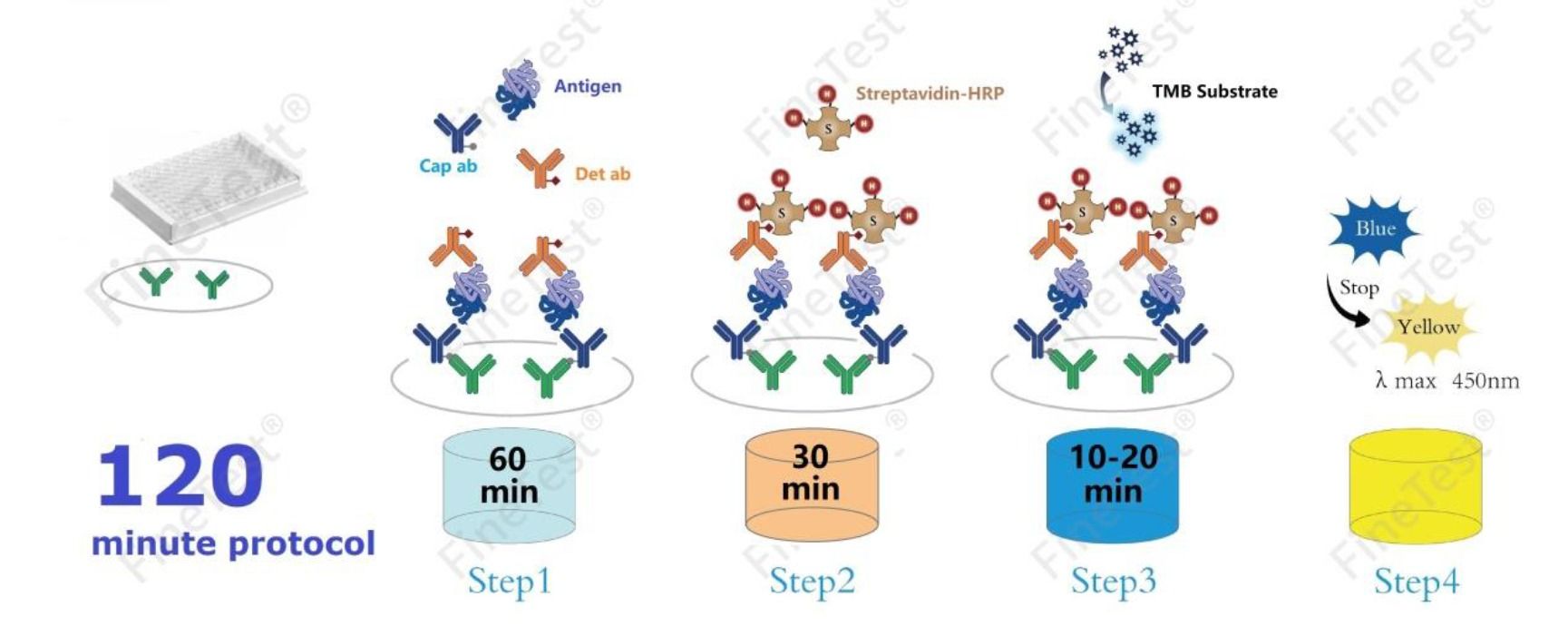 QuickTest ELISA Kits - FineTest ELISA Kit | FineTest Antibody | FineTest®