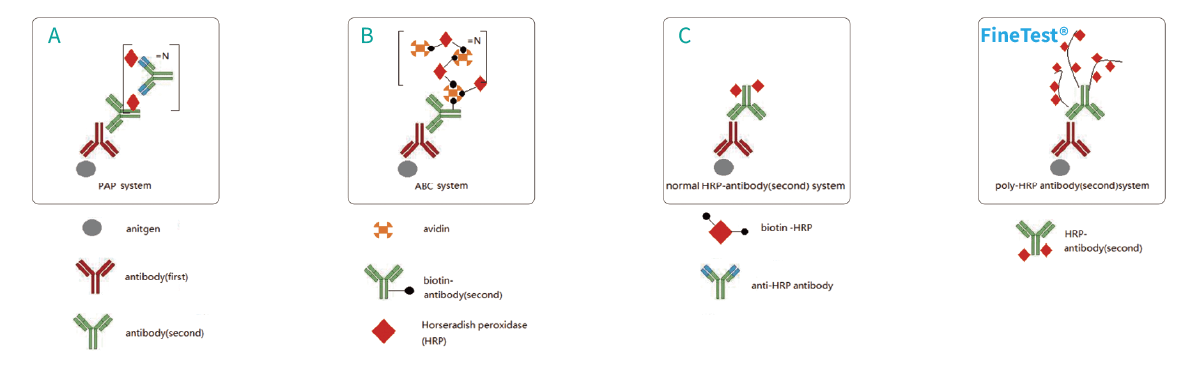 ELISA Kits Manufacturer - FineTest ELISA Kit | High Sensitivity ELISA Kit