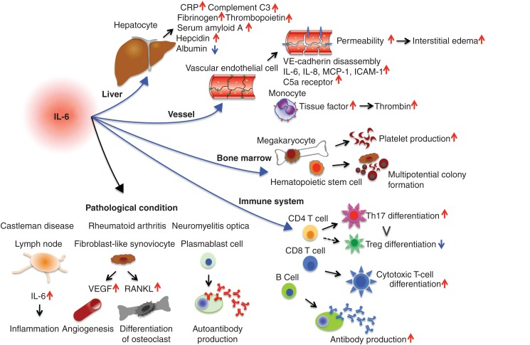 IL-6 Signaling Pathway - FineTest ELISA Kit | FineTest Antibody | FineTest®