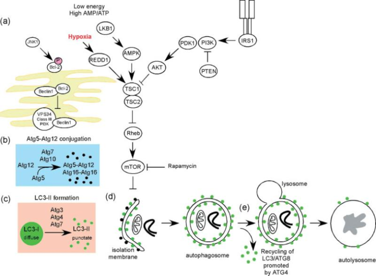 Autophagy Process and Function - FineTest ELISA Kit | FineTest Antibody ...