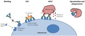 Mouse IgG Subclasses Differences - FineTest ELISA Kit | FineTest ...