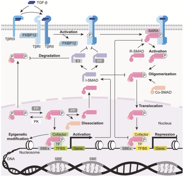 TGF Beta Signaling Pathway - FineTest ELISA Kit | FineTest Antibody ...