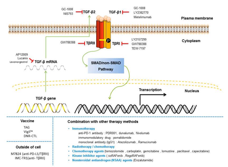 TGF Beta Signaling Pathway - FineTest ELISA Kit | FineTest Antibody ...