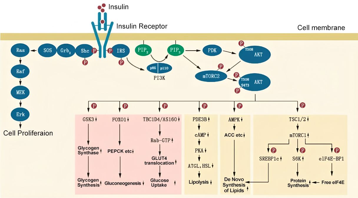 Blood Sugar Levels for Insulin Resistance - FineTest ELISA Kit ...