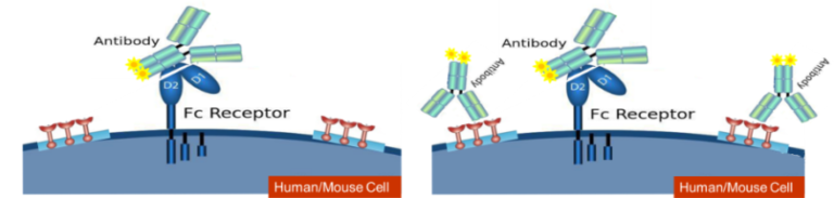 Effects of Fc Receptor on Flow Cytometry - FineTest ELISA Kit ...