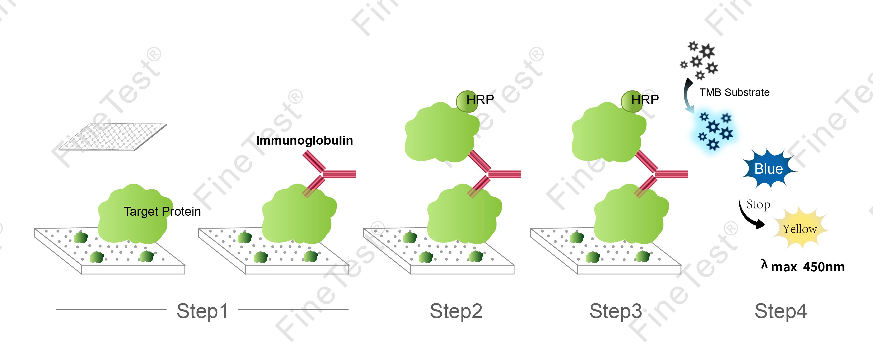 Human Gliadin-Ab (Anti-Gliadin antibody) ELISA Kit - FineTest ELISA Kit ...