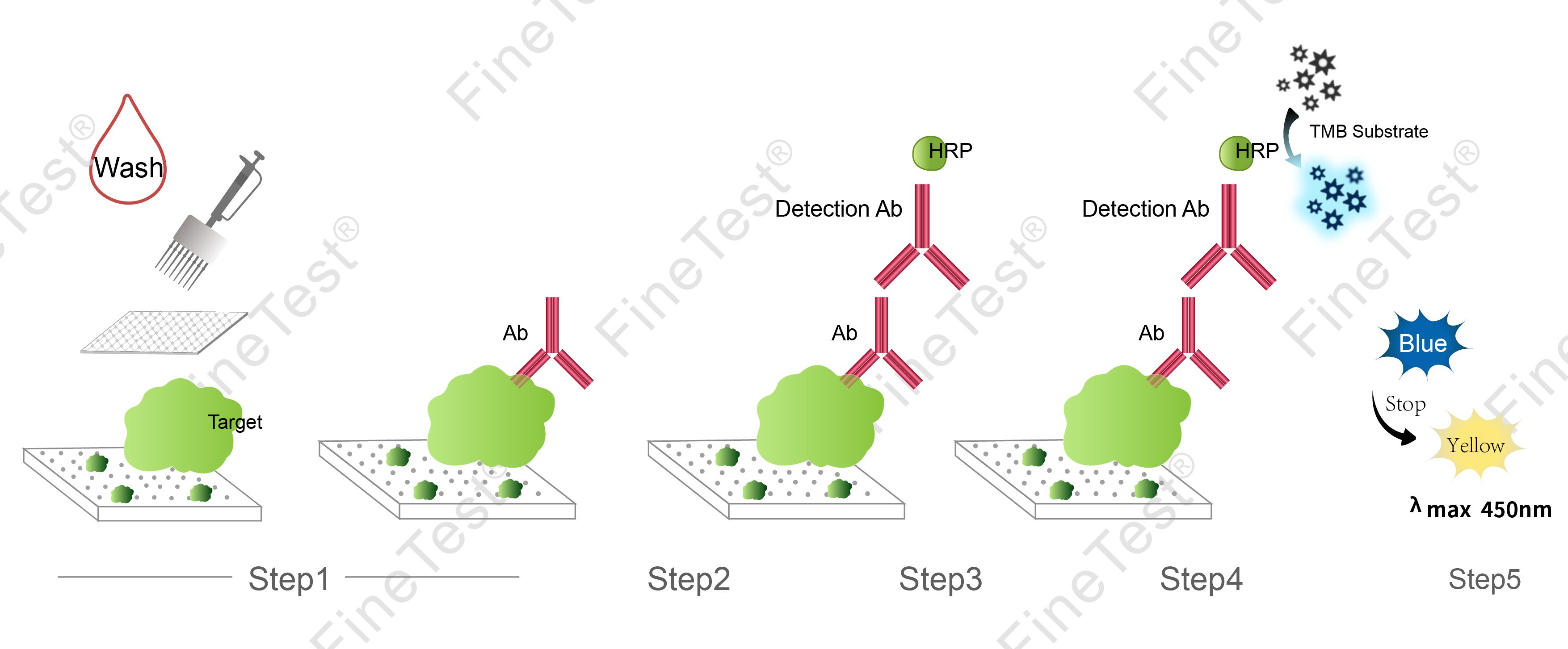 Human Histone IgG (Histone-Immunoglobulin G) ELISA Kit - FineTest ELISA ...