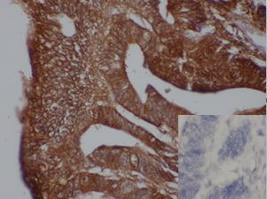 Poly HRP-conjugated Affinipure Goat Anti-Mouse/Rabbit IgG (H+L ...