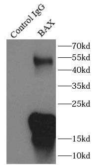 BAX antibody - FineTest ELISA Kit | FineTest Antibody | Wuhan Fine ...