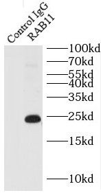 RAB11 antibody - FineTest ELISA Kit | FineTest Antibody | Wuhan Fine ...