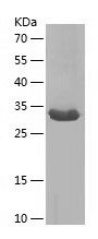 Recombinant Bovine C3a - FineTest ELISA Kit | FineTest Antibody | Wuhan ...